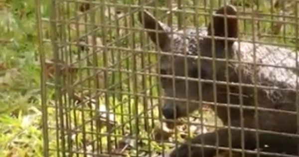 Texas Trapper Claims to Have Captured Texas Trapper Claims to Have Captured