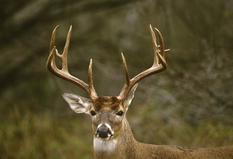 Those Amazing Antlers OutdoorHub